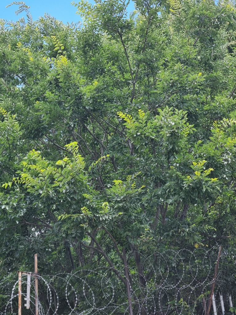 Chinese Hackberry from Vanderbijlpark, South Africa on December 29 ...