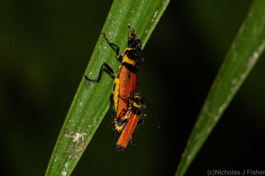 Chauliognathus atricornis from Tamborine Mountain QLD 4272, Australia ...