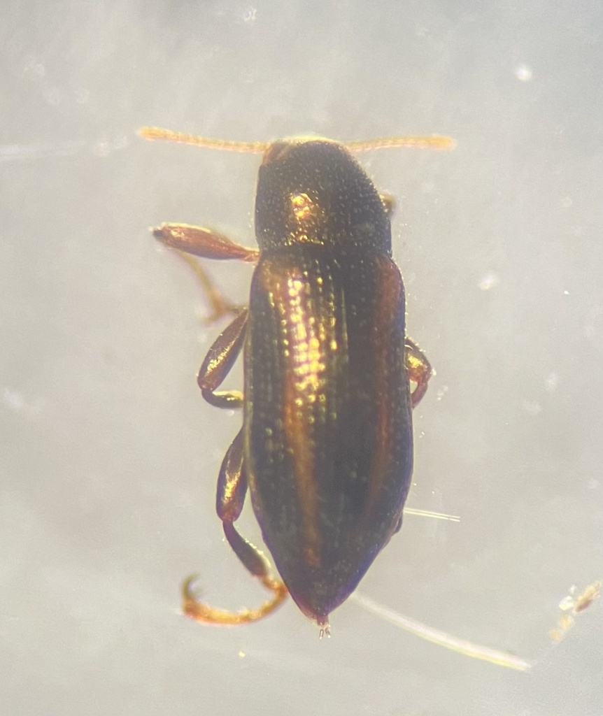 Banded Riffle Beetle from Oviedo, FL, US on May 2, 2023 at 10:56 AM by ...