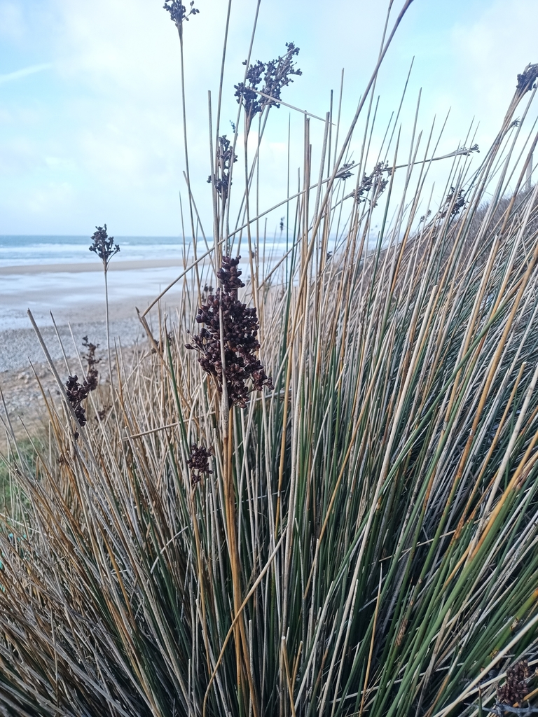 spiny rush from 29160 Crozon, Francia on December 29, 2023 at 02:24 PM ...