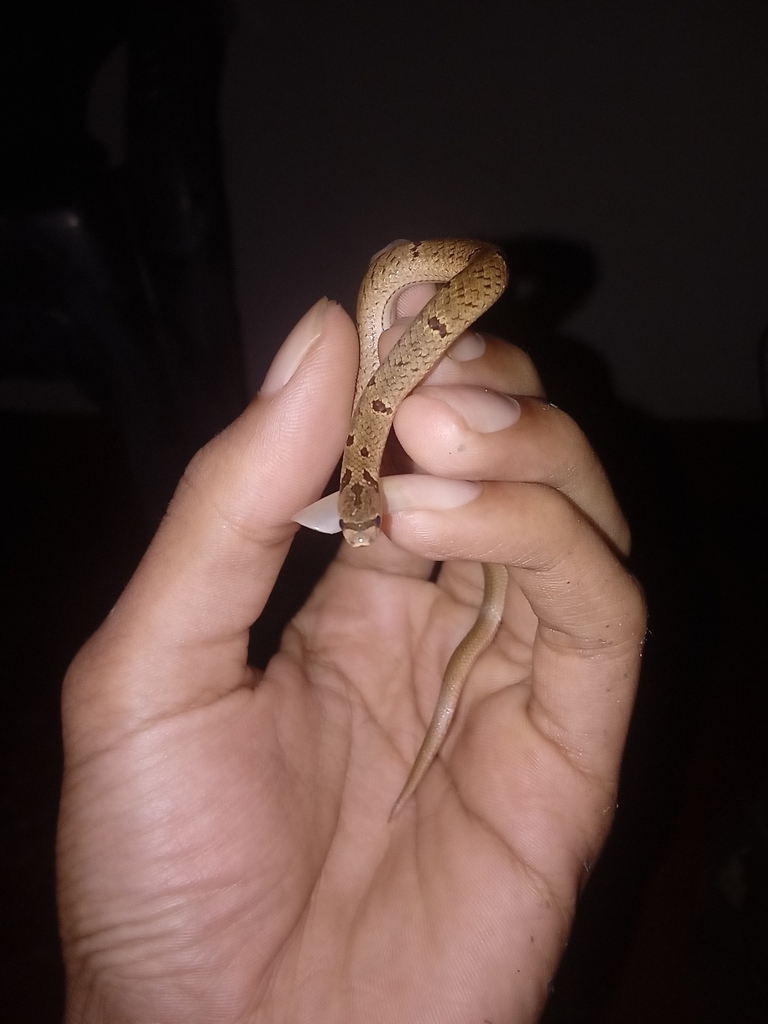 Duméril's Kukri Snake from 7GMX+WH6, Dodamwala, Sri Lanka on November 9 ...