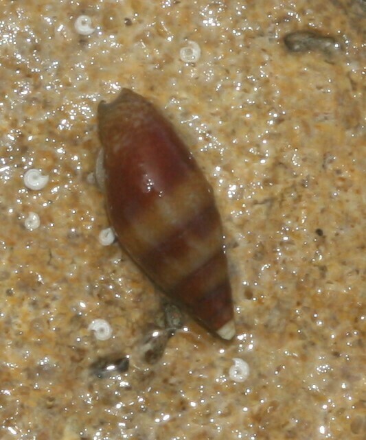 Mitrella from Point Danger, Torquay VIC 3228, Australia on December 23 ...