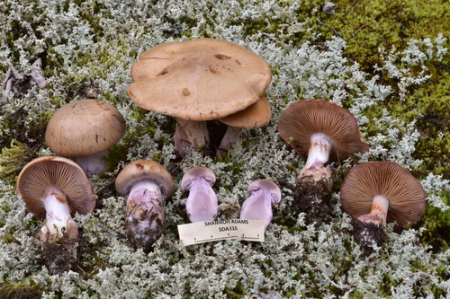 Thaxterogaster americanoporphyropus · Natusfera