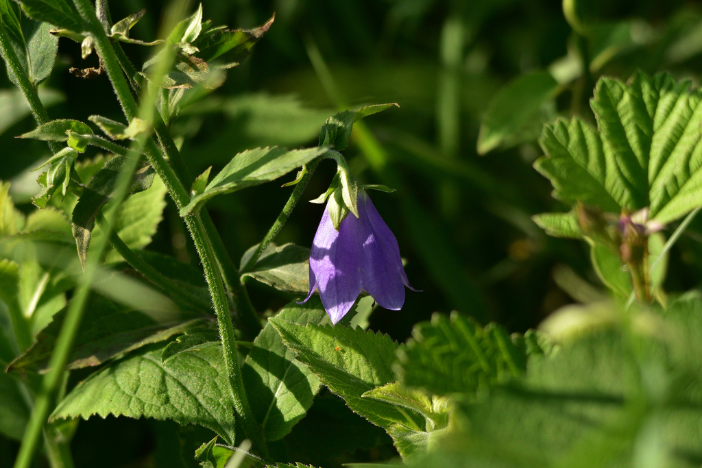 Adenophora stricta from 中国江苏省南京市江宁区 on May 7, 2023 at 04:41 PM by 龙栩川 ...
