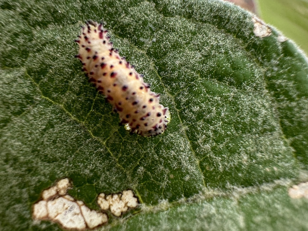 Asphaera abdominalis from 001, Tlalpan, CDMX, MX on December 16, 2023 ...
