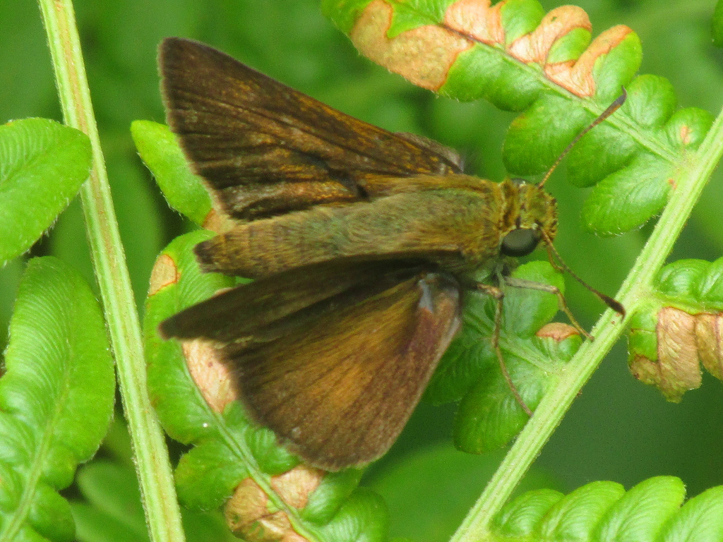 Dun Skipper from Amberg, WI 54102, USA on July 17, 2023 by Mathew L ...