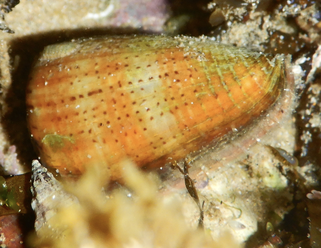 Bilious Cone from Coffs Harbour, NSW, AU on December 30, 2023 at 01:42 ...