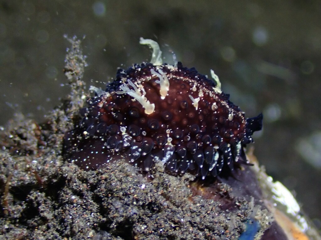 grape cowrie from Karang Asem, ID-BA, ID on December 29, 2023 at 07:40 ...