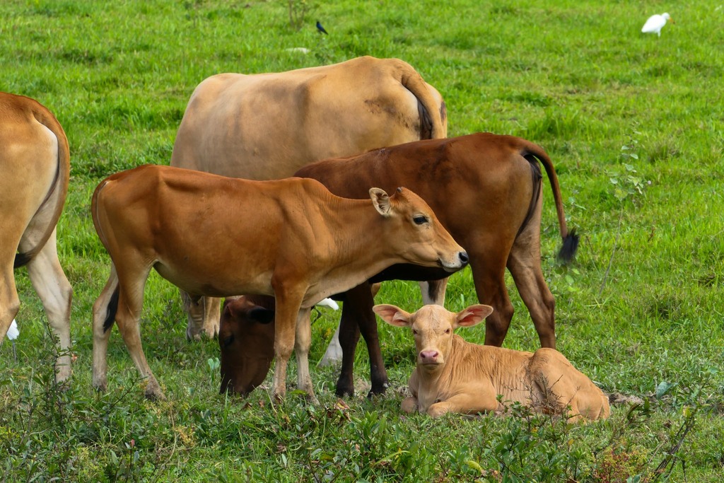 Domestic Cattle from Langkawi, Kedah, Malaysia on December 29, 2023 at ...