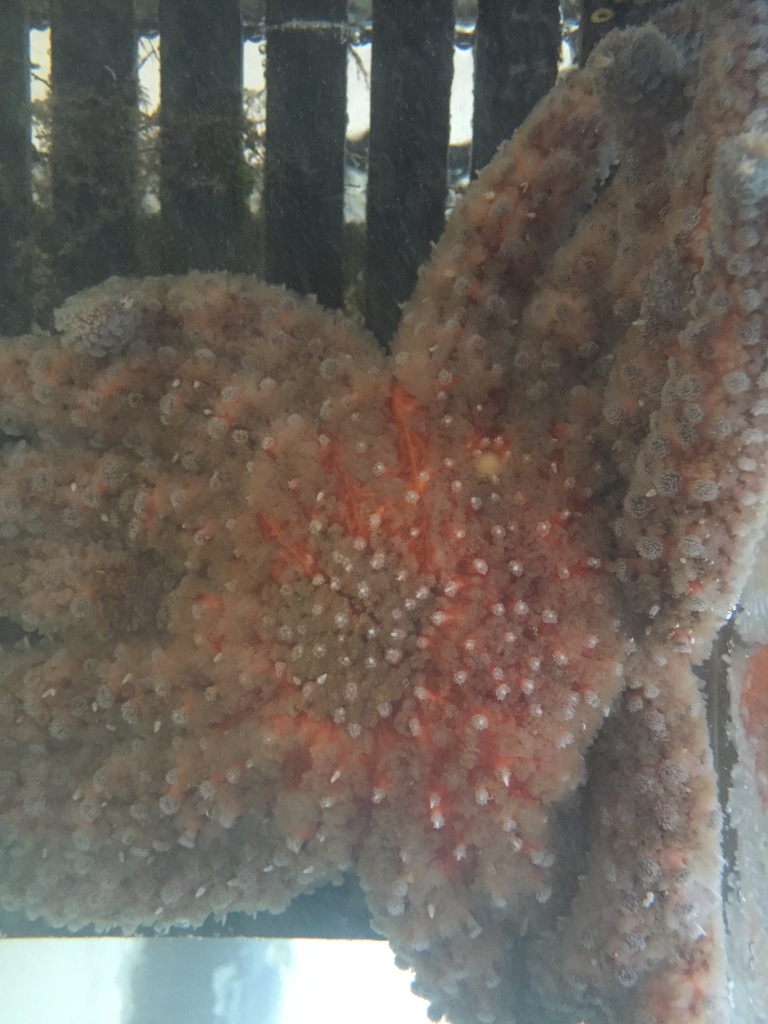 Sunflower Sea Star from British Columbia, Canada on February 06, 2019 ...