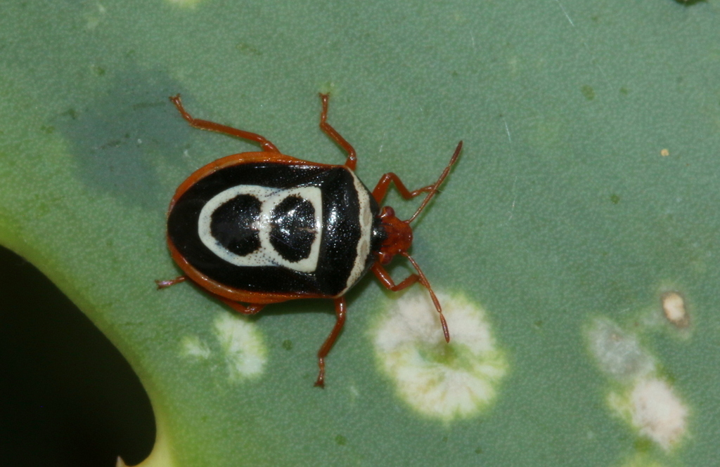 Figure-8 Aloe Bug from Wonderboom, Pretoria, 0182, South Africa on ...