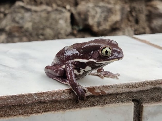 Waxy Monkey Tree Frog from Porto Murtinho, MS, BR on October 11, 2023 ...
