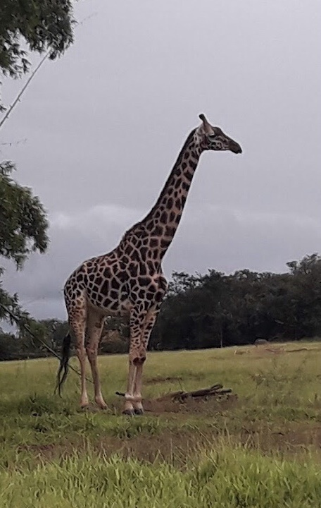 Northern Giraffe in October 2023 by Adriano Luiz de Faria · iNaturalist