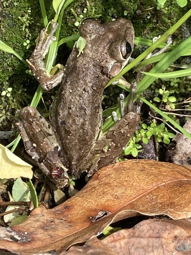 Cuban Tree Frog from Cow Key, Key West, FL, US on December 11, 2023 at ...