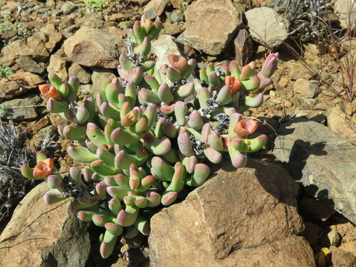 Hereroa joubertii · iNaturalist United Kingdom