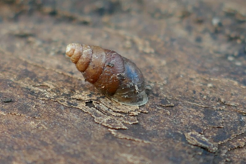 Lesser Bulin from 22630 Évran, France on December 29, 2023 at 03:58 PM ...