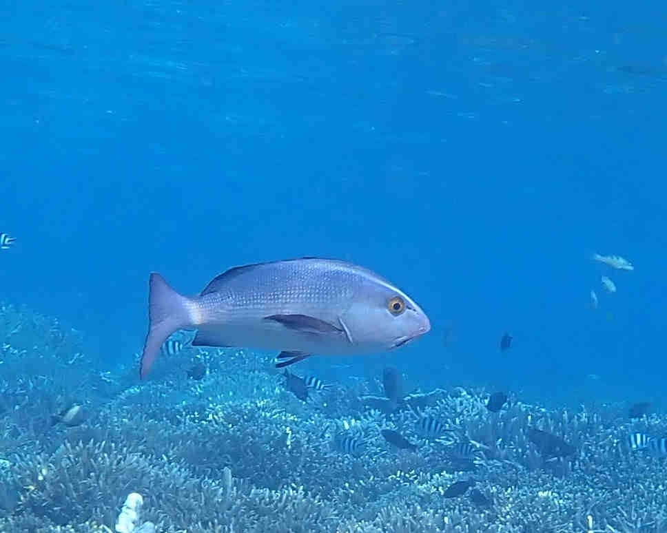 Two-spot Red Snapper from CMVR+F5H, Yenbuba, Meos Mansar, Raja Ampat ...