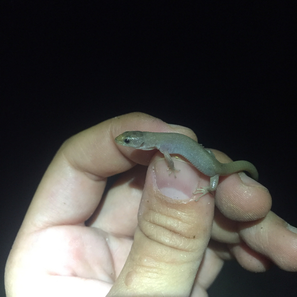 Baja California Night Lizard from San Diego County, US-CA, US on April ...