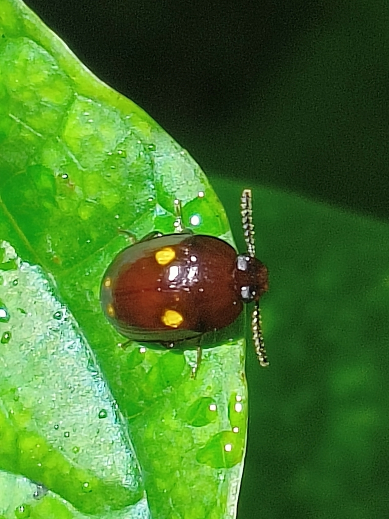 Cucujiform Beetles from Bukit Batok, Singapore on December 29, 2023 at ...
