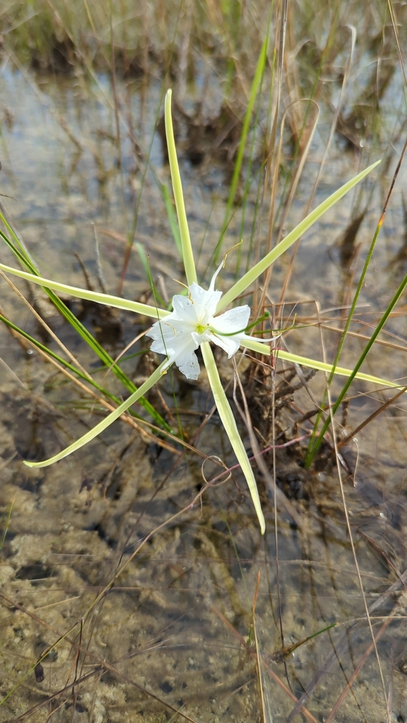 Alligator lily from Big Cypress, FL, USA on December 29, 2023 at 10:57 ...