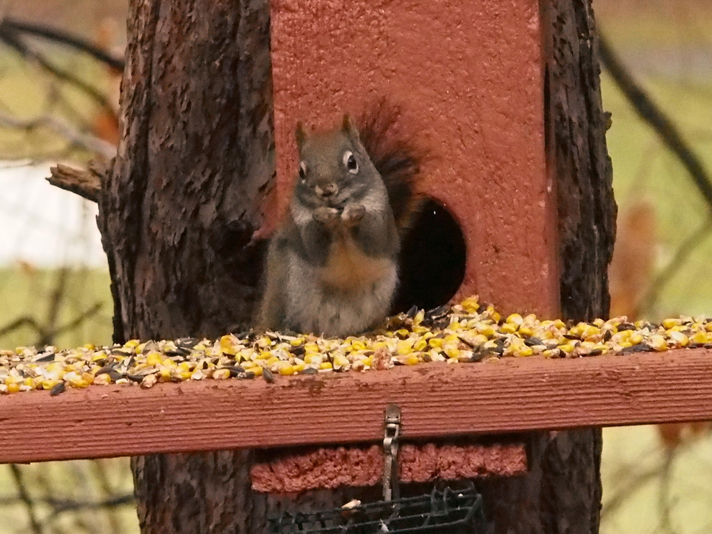 American Red Squirrel in December 2023 by Ken Potter · iNaturalist