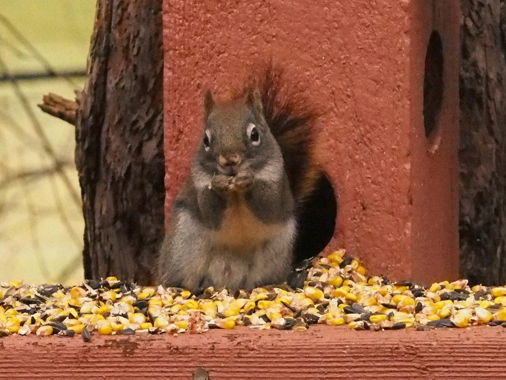 American Red Squirrel in December 2023 by Ken Potter · iNaturalist