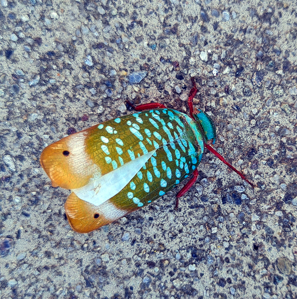 Loxocephala aeruginosa from Upper Sichey, Gangtok, Sikkim, India on ...