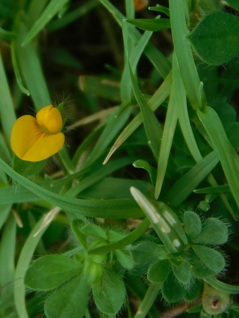 Hairy Bird's-foot-trefoil from Greyton, 7233, South Africa on December ...