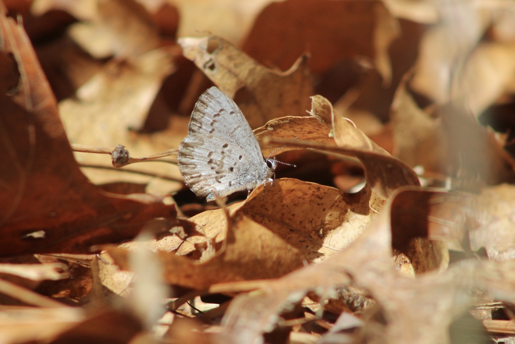 Spring Azure in April 2022 by Vinny Pellegrino · iNaturalist