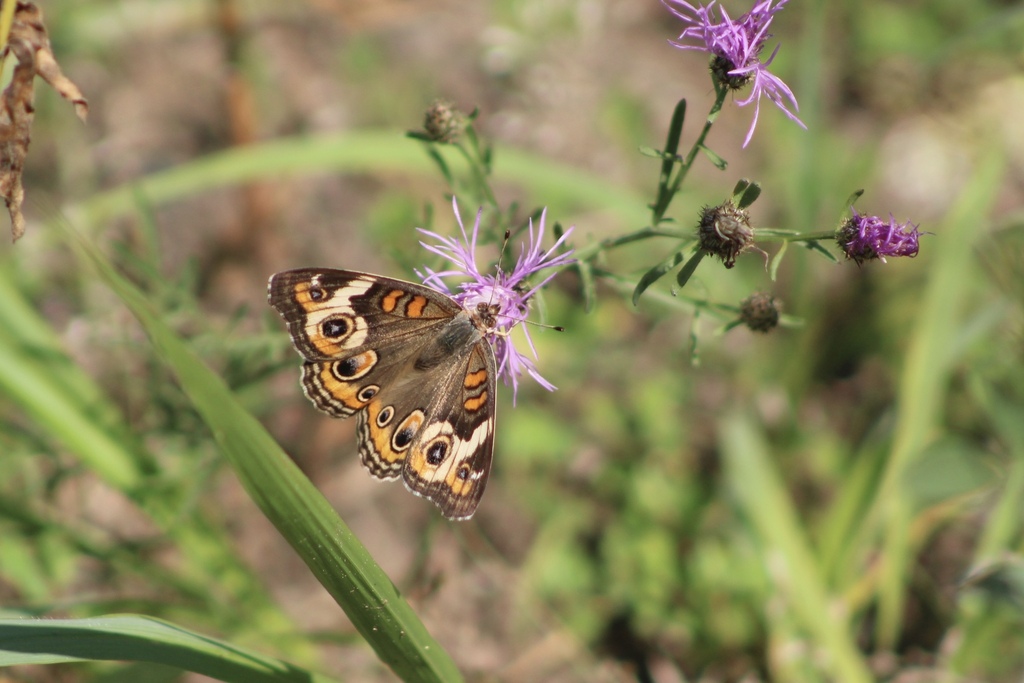 Common Buckeye in July 2022 by Vinny Pellegrino · iNaturalist