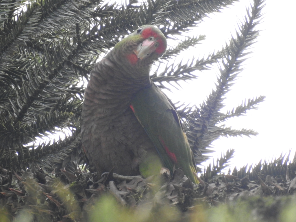 Vinaceous-breasted Parrot in August 2023 by Karina Avila · iNaturalist