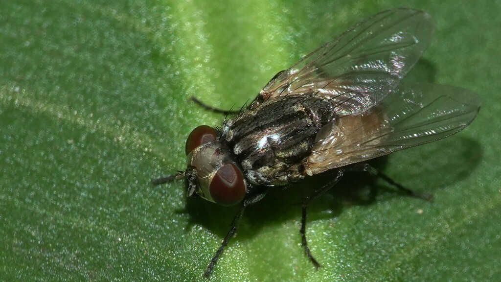 Musca from CM Varca on December 15, 2023 at 09:11 AM by Dinesh Sharma ...