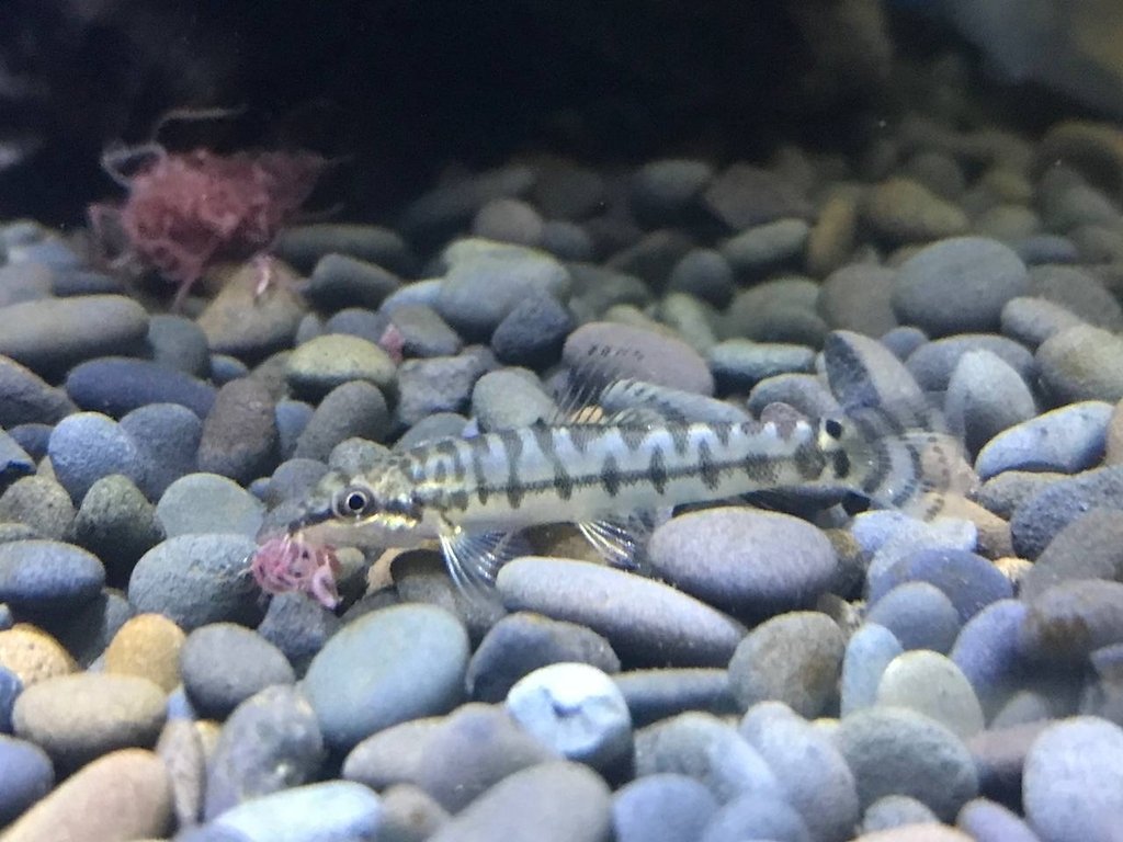 Phuket Zipper Loach from Yan, Kedah, Malaysia on December 23, 2023 by ...
