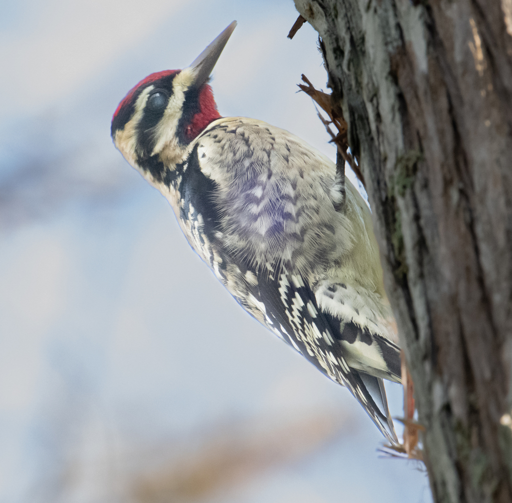 Yellow-bellied Sapsucker from Corkscrew, FL, USA on December 29, 2023 ...