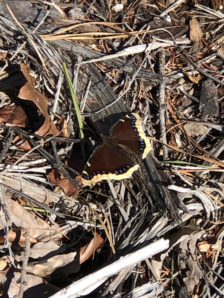 Mourning Cloak in March 2023 by Vinny Pellegrino · iNaturalist