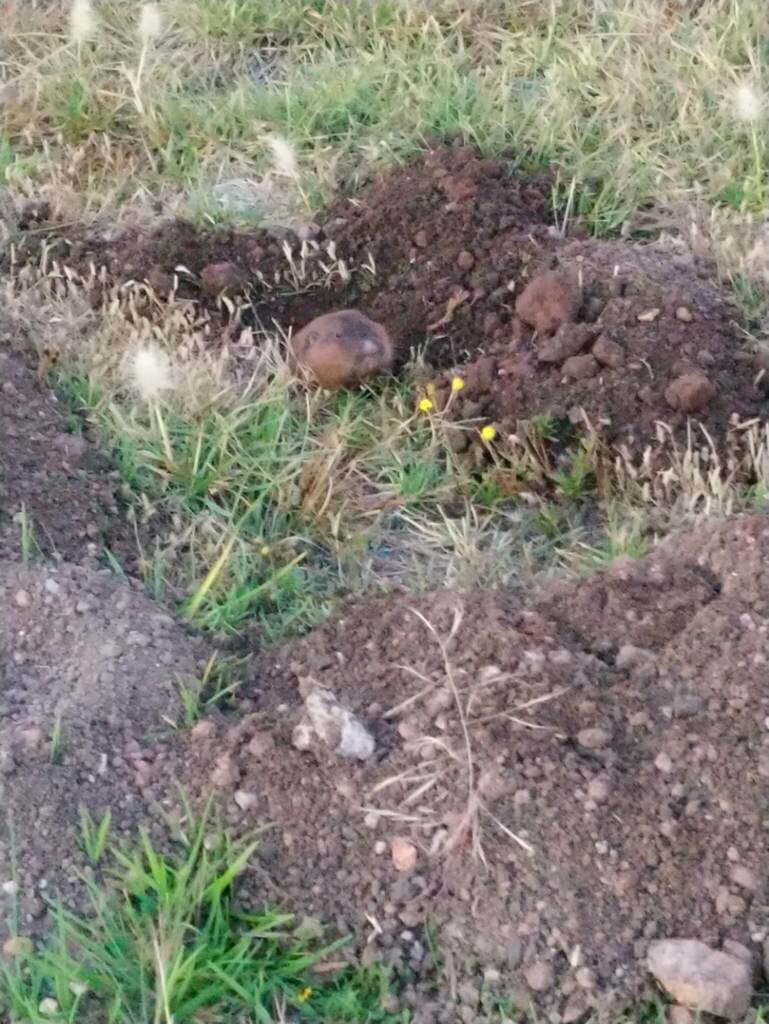 Smoky Pocket Gopher from Tolcayuca, Hgo., México on November 21, 2019 ...