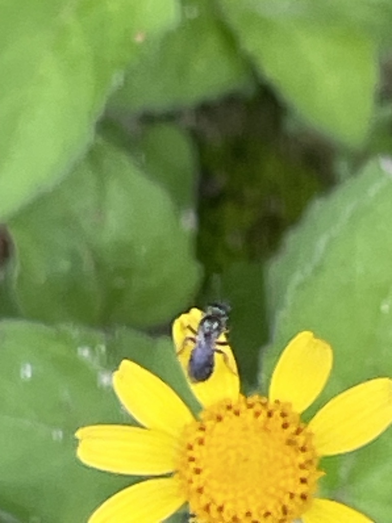 Bees from Altun Ha Ruins, Belize, BZ on December 28, 2023 at 02:00 PM ...