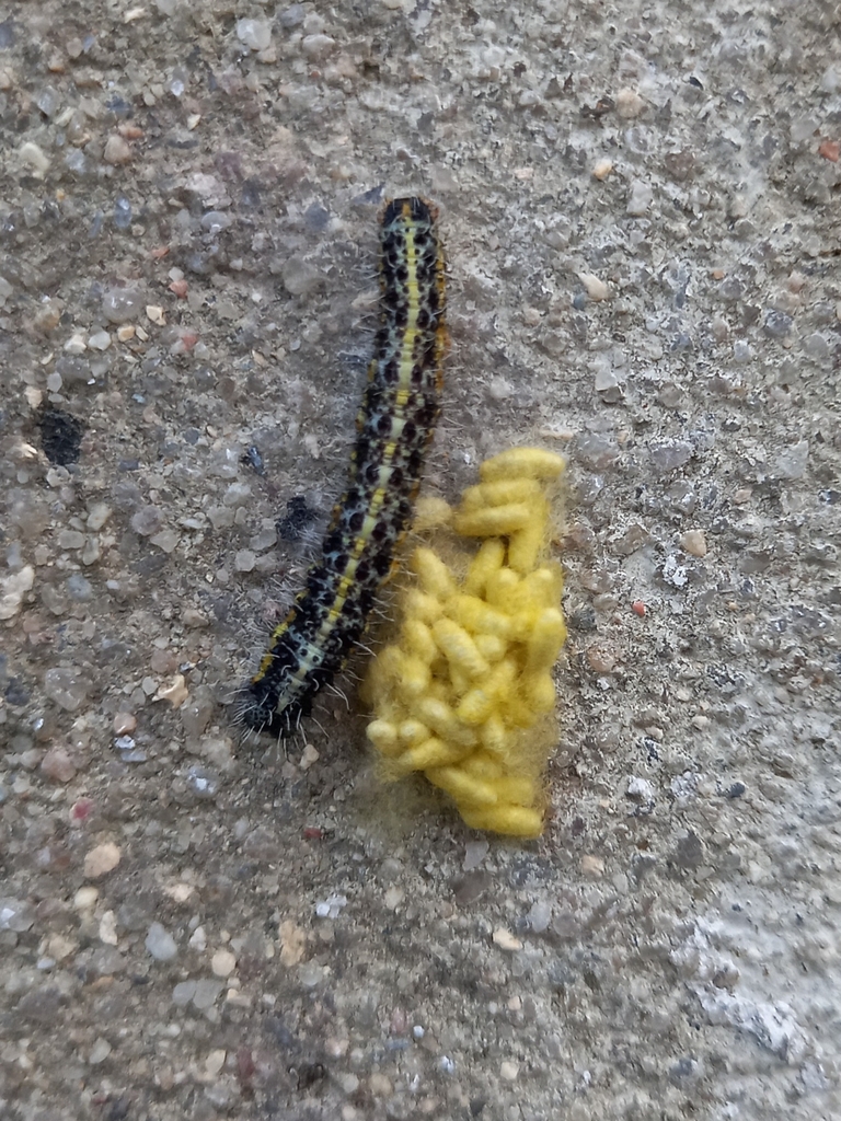 Cabbage White Parasitoid Wasp in December 2023 by hazerider. duplicate ...