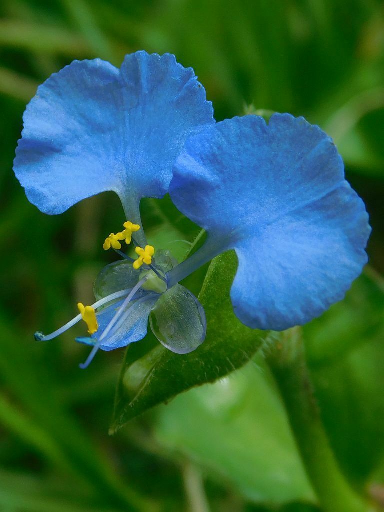 tropical spiderwort from Greyton, 7233, South Africa on December 29 ...