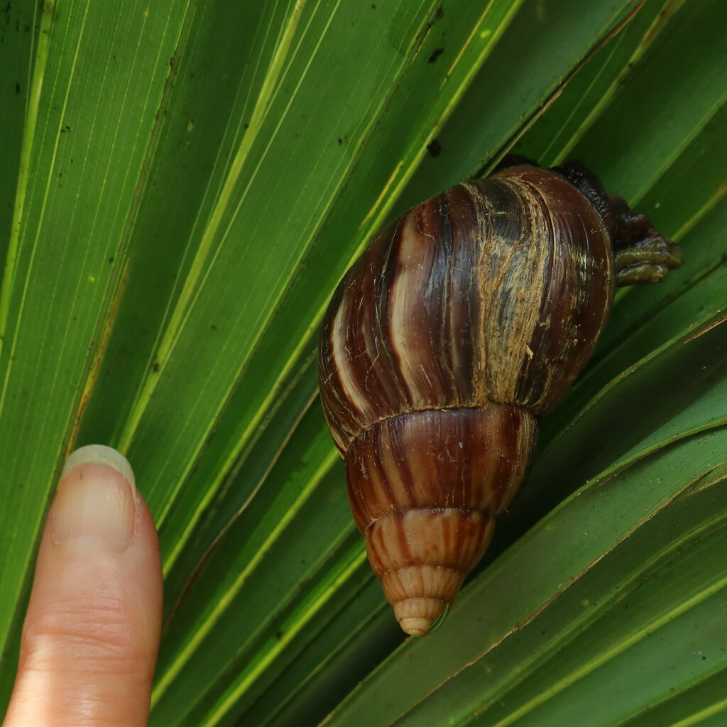 African Giant Snail from Pamplemousse garden, Mauritius on November 16 ...
