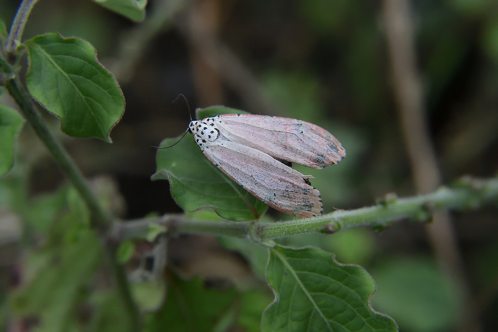 Ornate Bella Moth from Ibagué, Tolima, Colombia on December 19, 2023 at ...