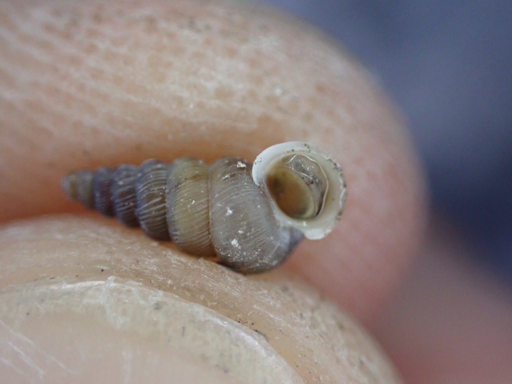 Cochlostoma patulum from Gémenos, France on December 29, 2023 at 04:12 ...