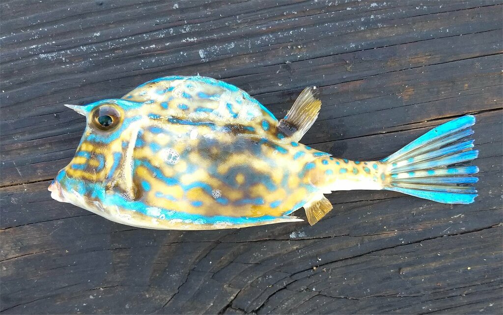 Scrawled Cowfish (Acanthostracion quadricornis) - Marine Life ...
