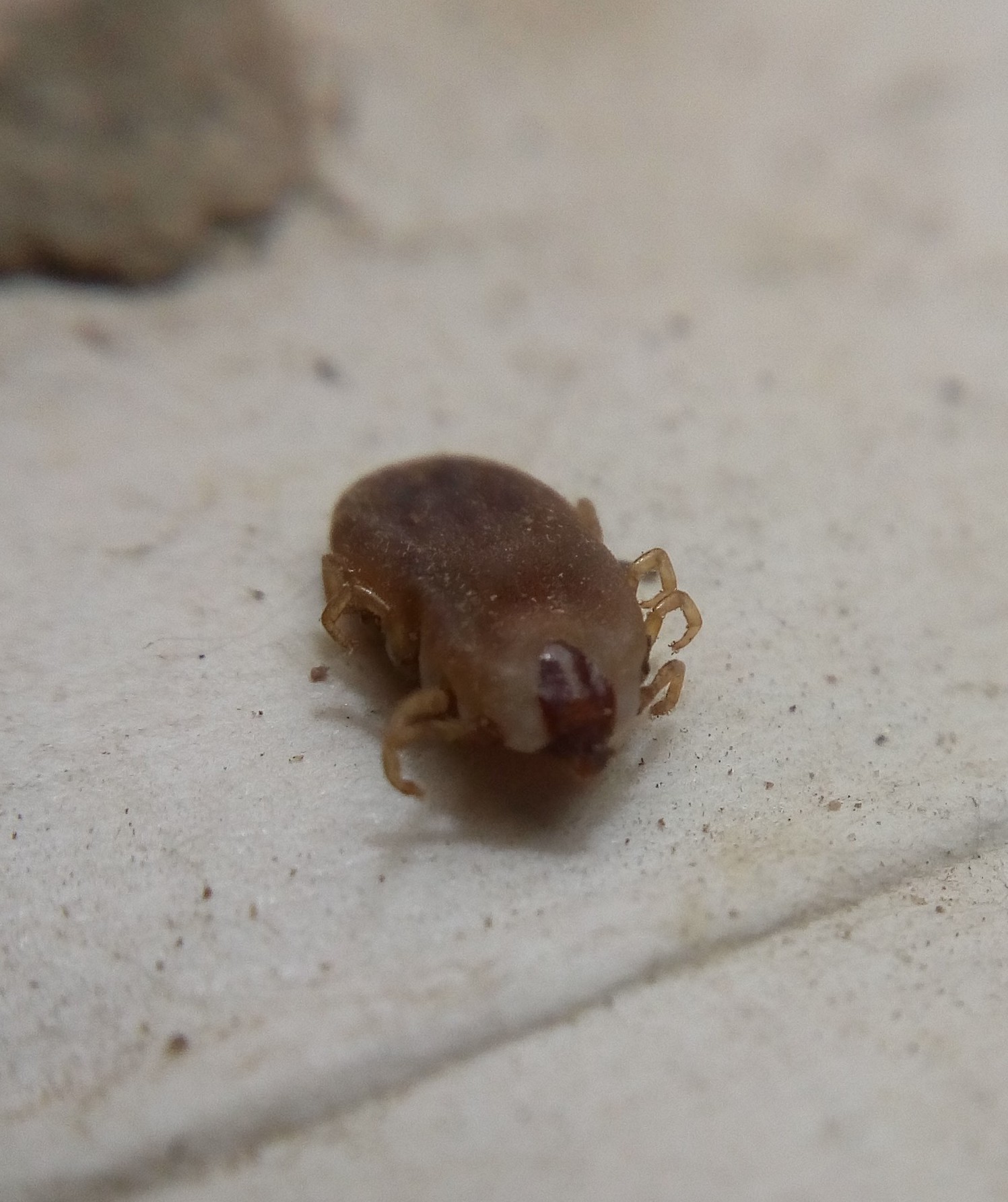 Rhipicephalus Microplus