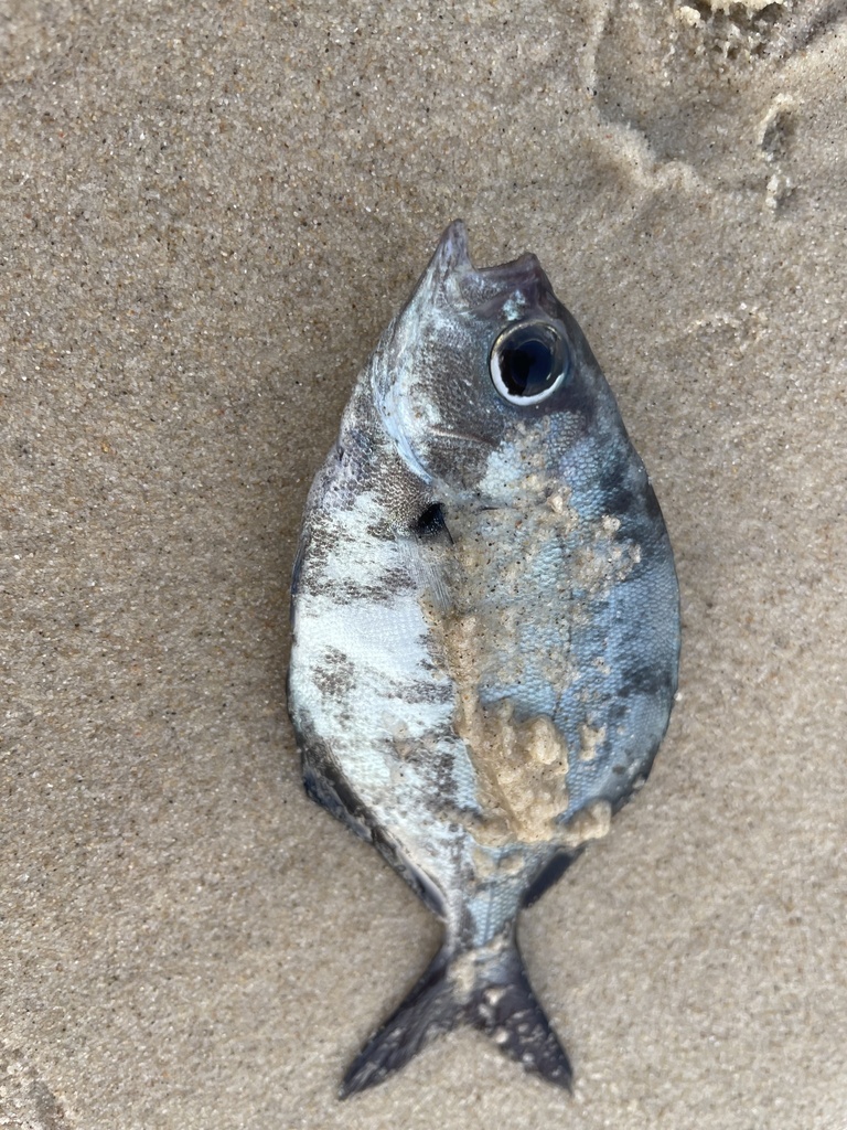 Silver Sweep from Moreton Bay Marine Park, Amity, QLD, AU on December ...