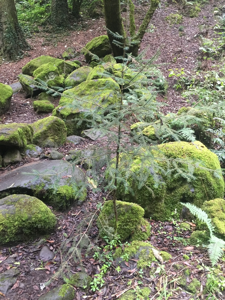 sacred fir from Mexico City, Mexico on December 27, 2023 at 12:06 PM by ...