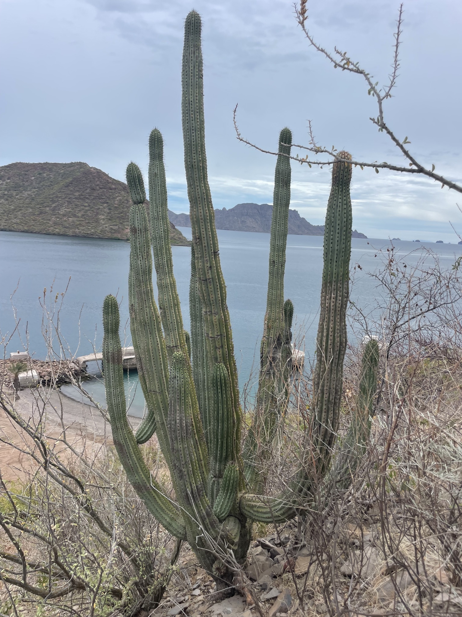 Selva Seca Subtropical de Transición Sonorense-Sinaloense – Pangea