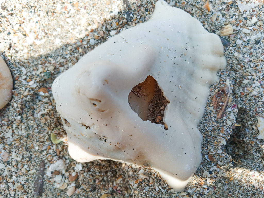 Peruvian conch from Manta, Ecuador on December 3, 2023 at 01:11 PM by ...