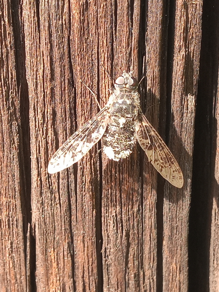 Spotted Bee Fly from Contry Sol, Guadalupe, N.L., México on December 29 ...