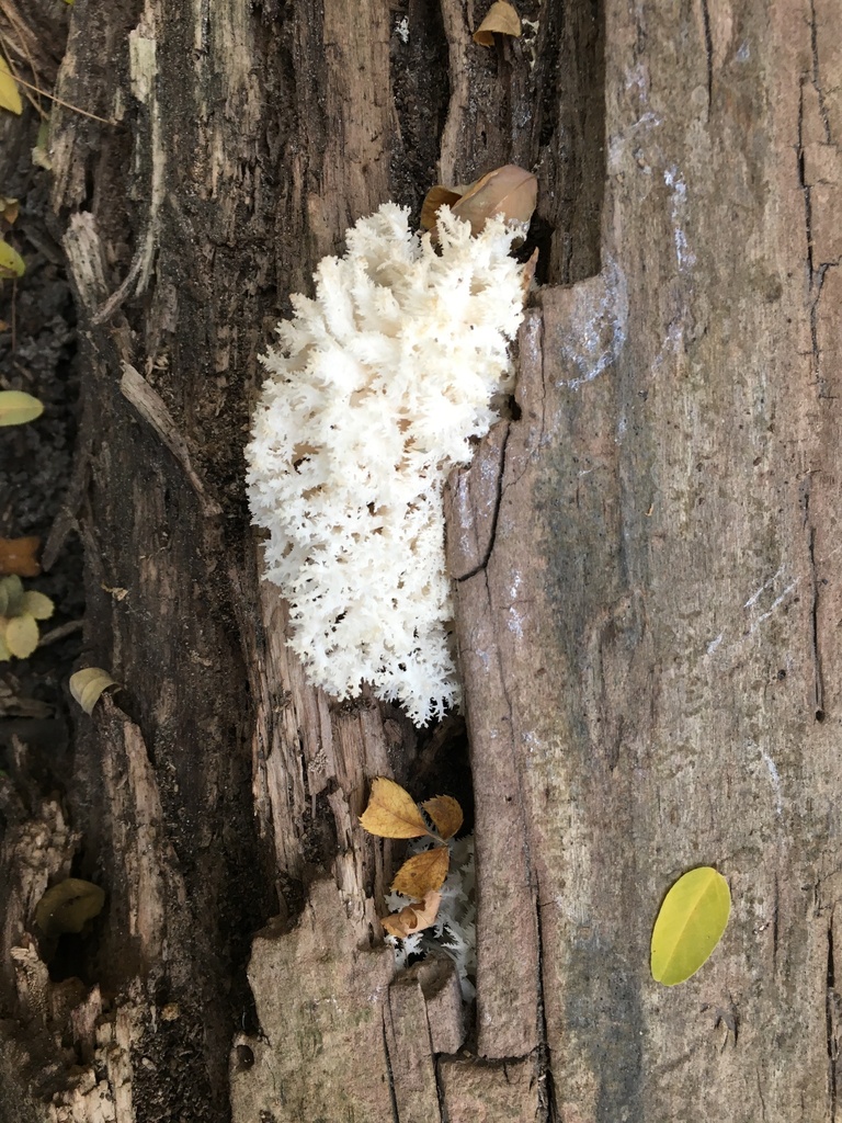 Coral tooth fungus in October 2023 by Krista Willmorth // The FunGal ...